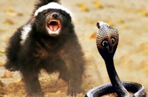 Conoce al tejón melero, 'el animal más valiente del mundo' | Grandes Medios