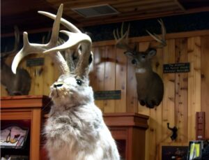 El jackalope, la fascinante historia del conejo con cuernos | Grandes ...